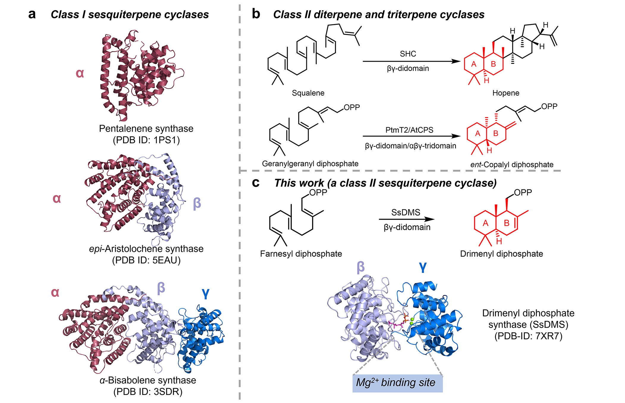 董廖斌教授团队在Journal of the American Chemical Society发文揭示首个II型倍半萜环化酶及其作用机制